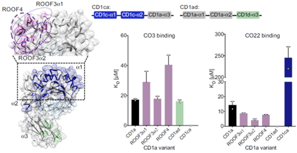 A ‘side-ways’ mechanism of detection in CD1a and γδ T cell receptor ...