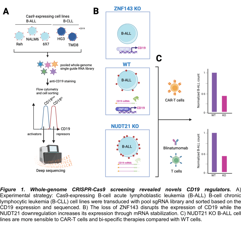 How to boost immunotherapies against B-cell leukemia | Immunopaedia