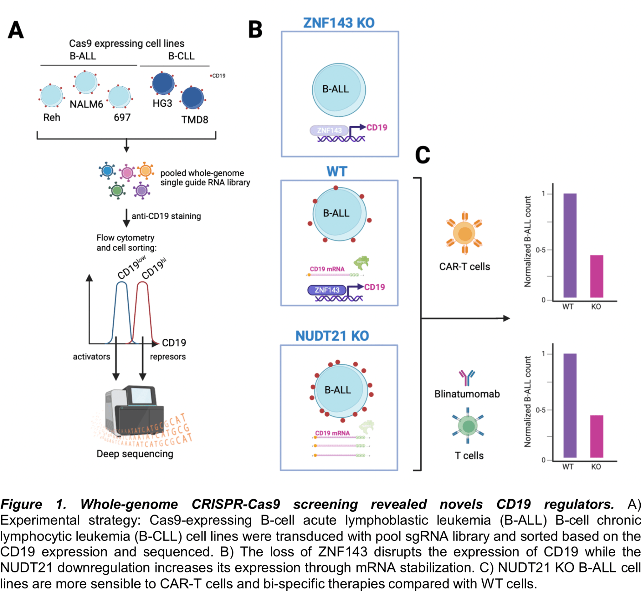 How to boost immunotherapies against B-cell leukemia | Immunopaedia
