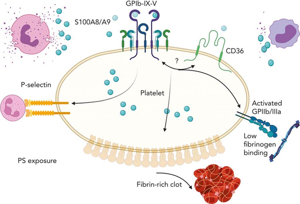 Blood clotting – insights into sepsis | Immunopaedia