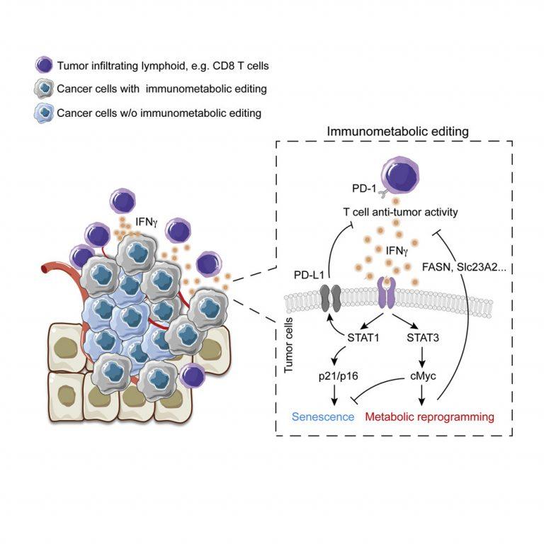 Newly discovered IFN-γ role in Metabolic reprogramming to support Tumor ...
