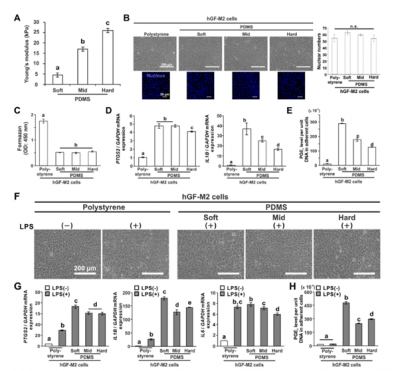 Inflammation in soft gums – insights | Immunopaedia Immunopaedia