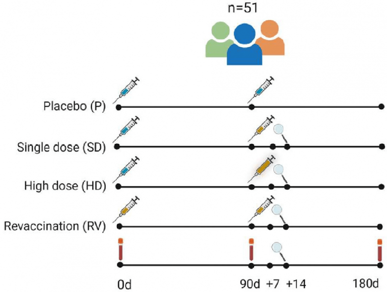 Is trained immunity impacted by revaccination or BCG dose? | Immunopaedia