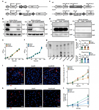Enhancing the immune system to fight TB infection | Immunopaedia