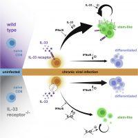 How immune cells fight chronic infection or disease – new insights ...