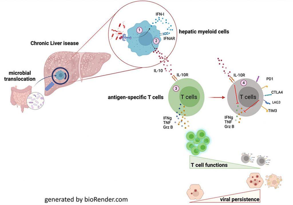 The immune system and liver disease – new insights | Immunopaedia