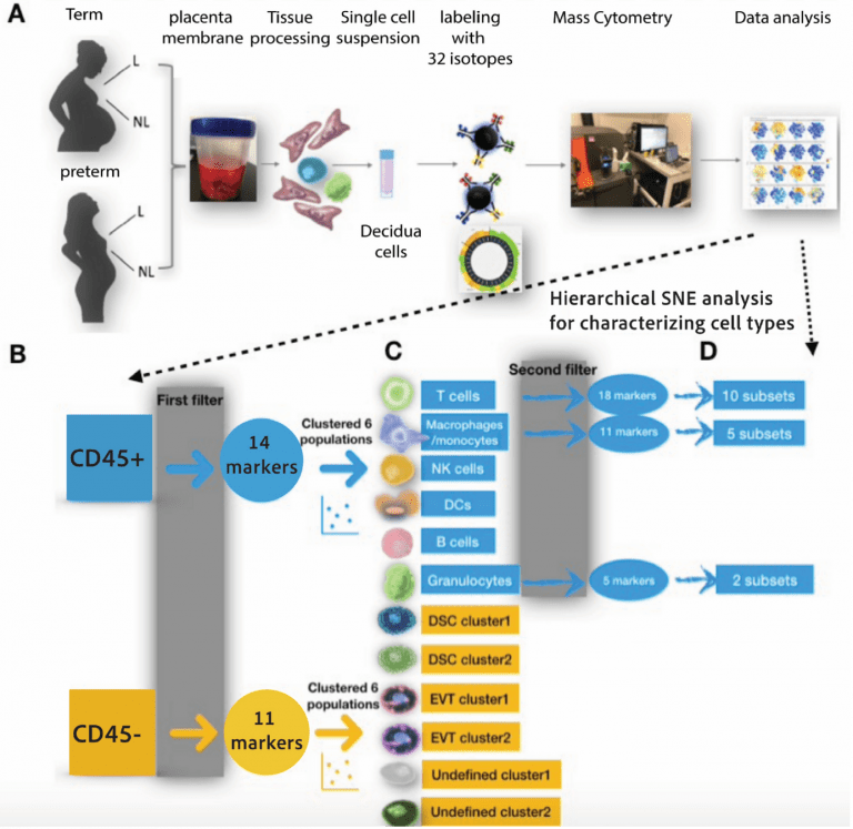Single cell profiling at the maternal–fetal interface – insights ...