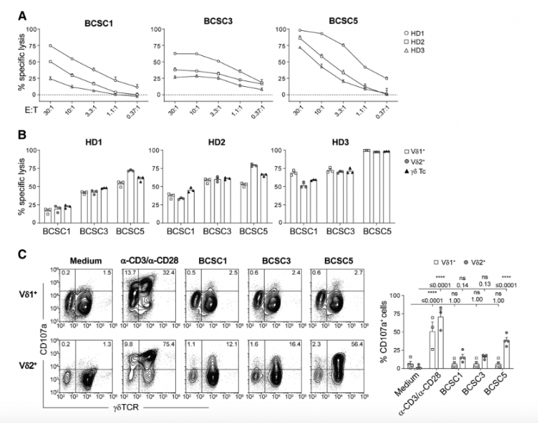 Using gamma T cells to fight TNBC | Immunopaedia