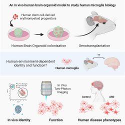 Modelling the brain – new insights | Immunopaedia