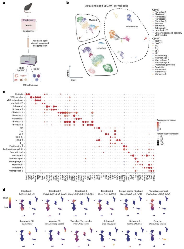 Skin aging – IL-17 a role player | Immunopaedia