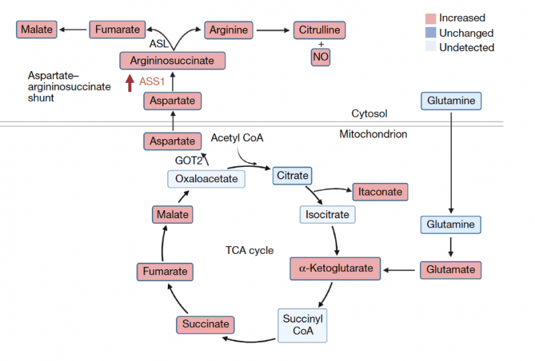 How metabolic rewiring influences macrophage function | Immunopaedia