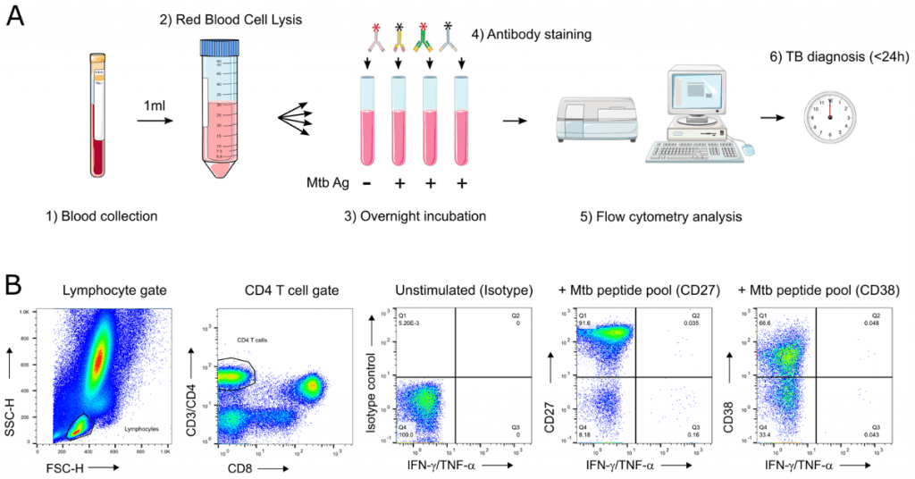 The potential of T cell activation markers for TB diagnostic development | Immunopaedia