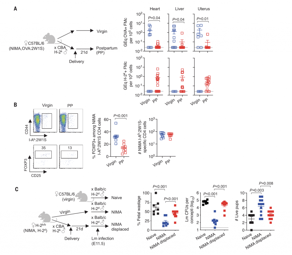 Maternal immunity: how mothers “remember” their babies and ...