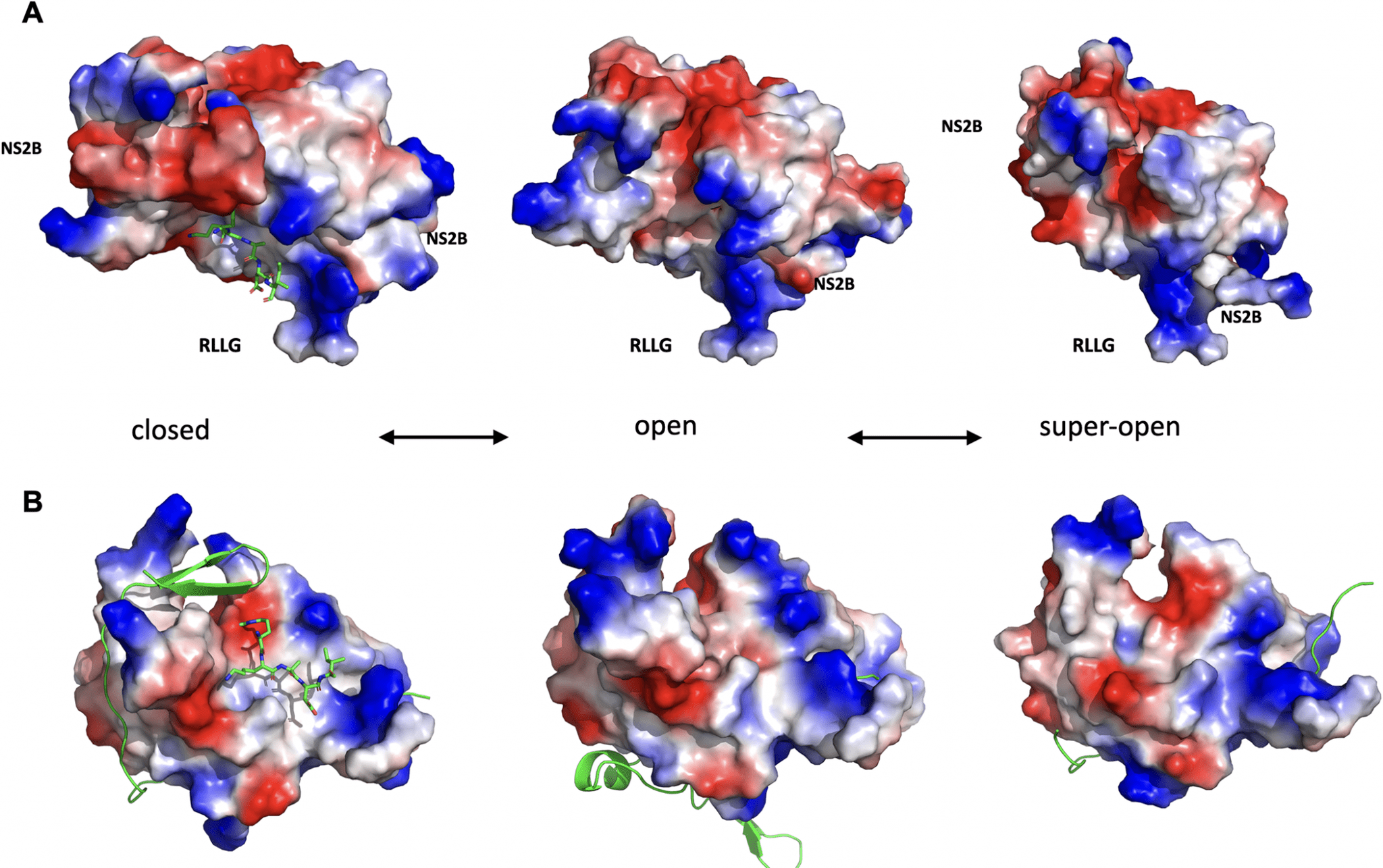Unveiling Zika Virus’ Multi-Purpose Enzyme: A Potential Therapeutic ...