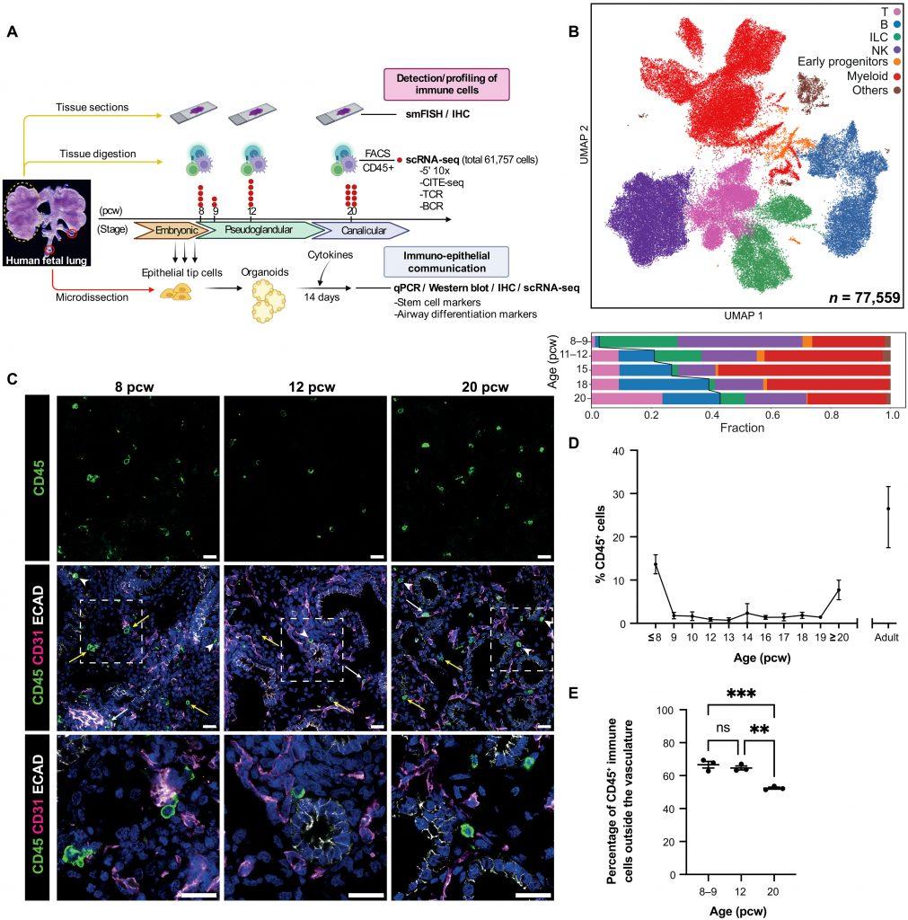 Breath of life – immune insights | Immunopaedia