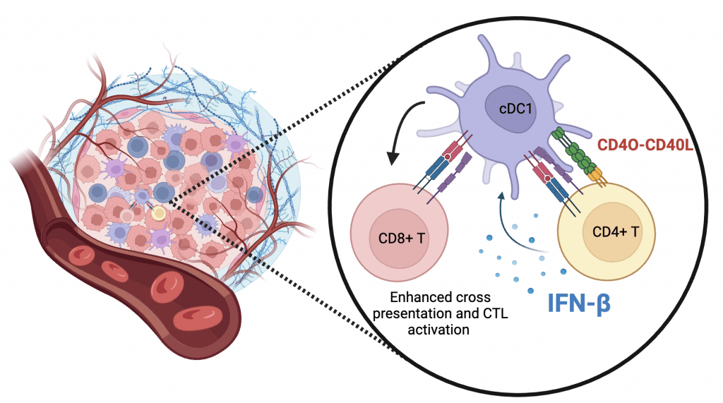 Interfering with T cell help: IFN-β for Enhanced Anticancer Immunity | Immunopaedia