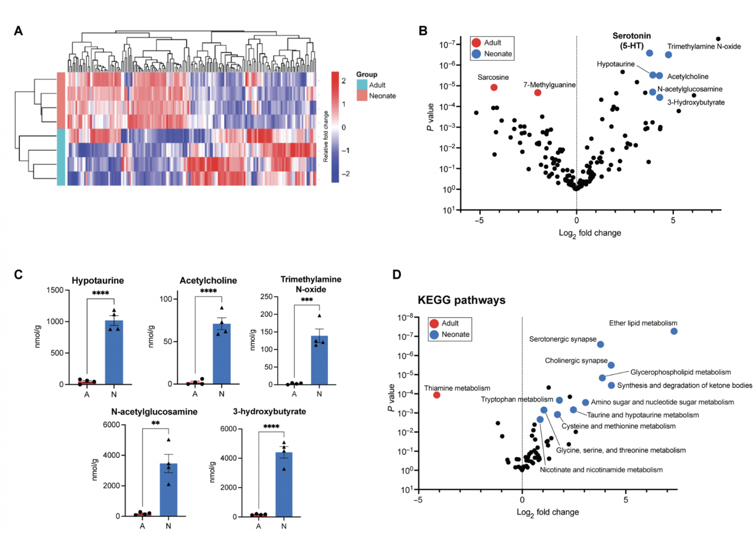 Baby Gut Bacteria: Serotonin Powerhouse for Early Immunity! | Immunopaedia