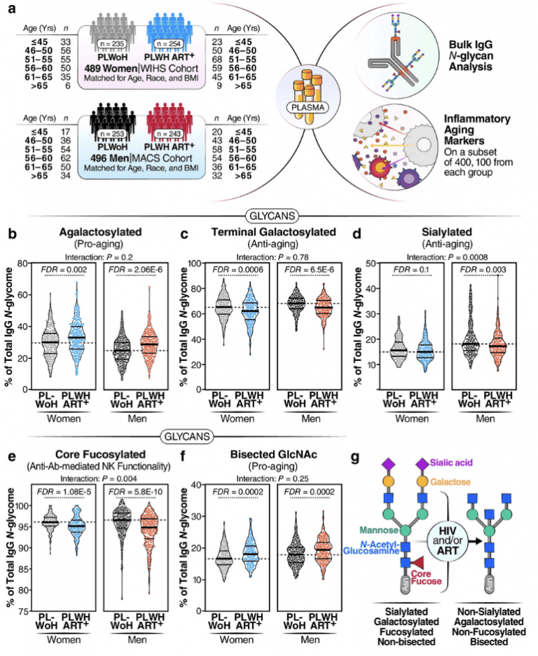 Hidden Sugars: Unveiling a Link Between HIV and Accelerated Aging ...