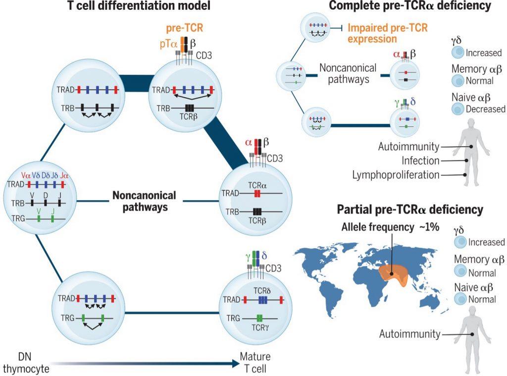 Does pre-TCRα deficiency have any effect on human beings? | Immunopaedia