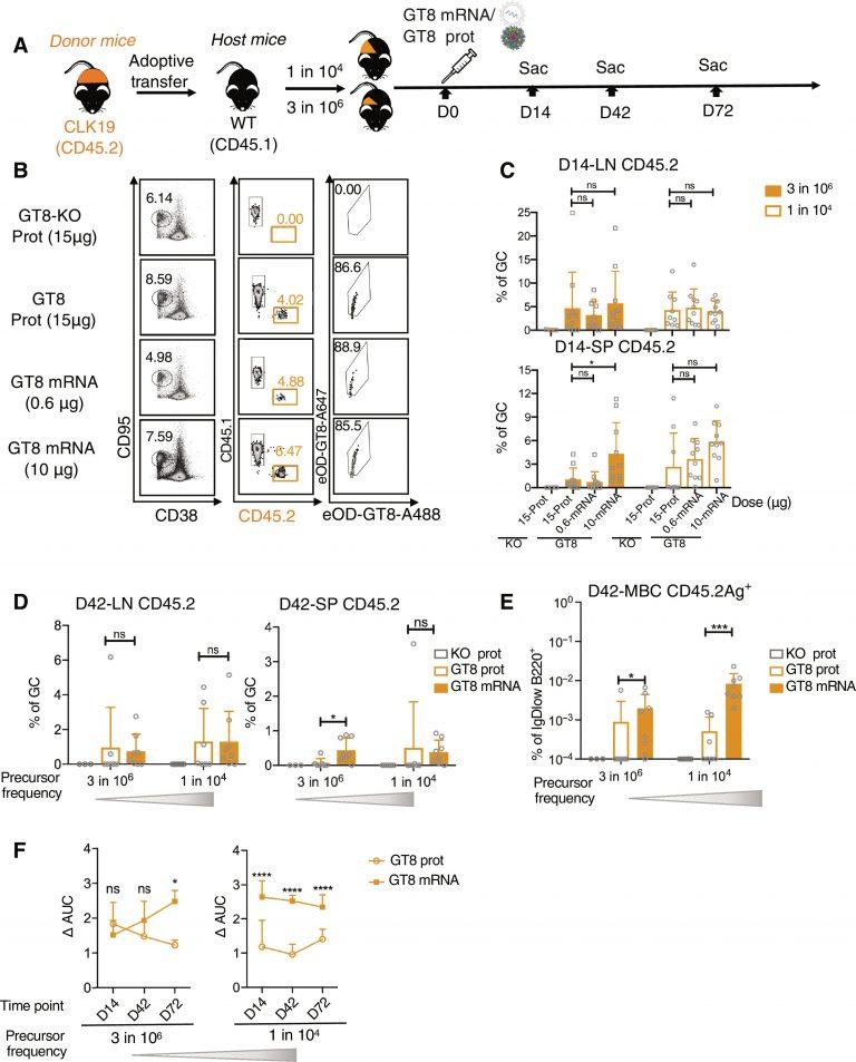 A New Hope in HIV Vaccine Development: Targeting Broadly Neutralizing ...