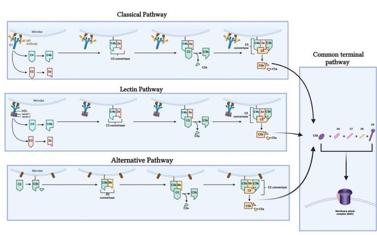 Complement Deficiencies Case Study | Immunopaedia