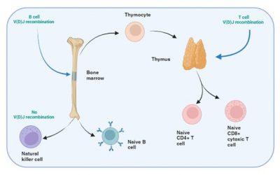 Severe Combined Immunodeficiency Case Study | Immunopaedia Immunopaedia