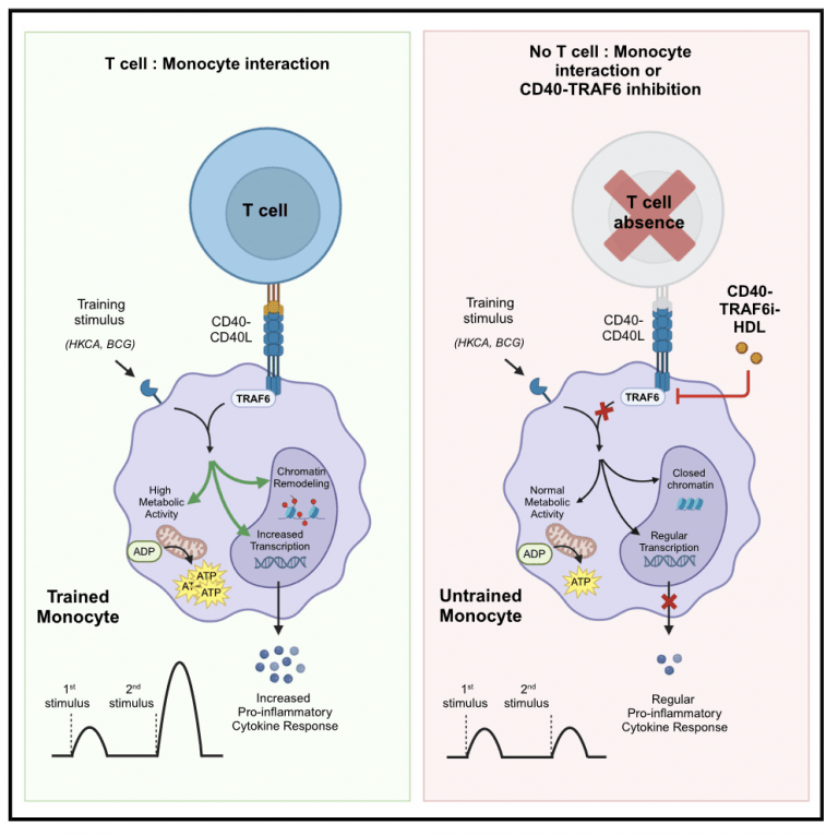 T Cells and Innate Immune Memory | Immunopaedia