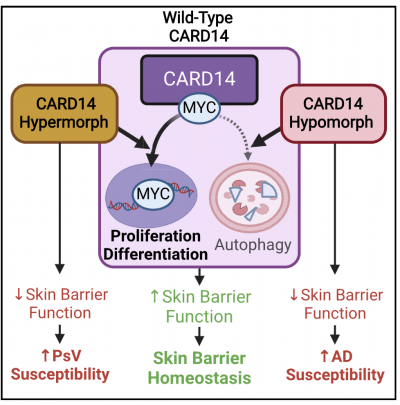 A New Pathway to Skin Health | Immunopaedia