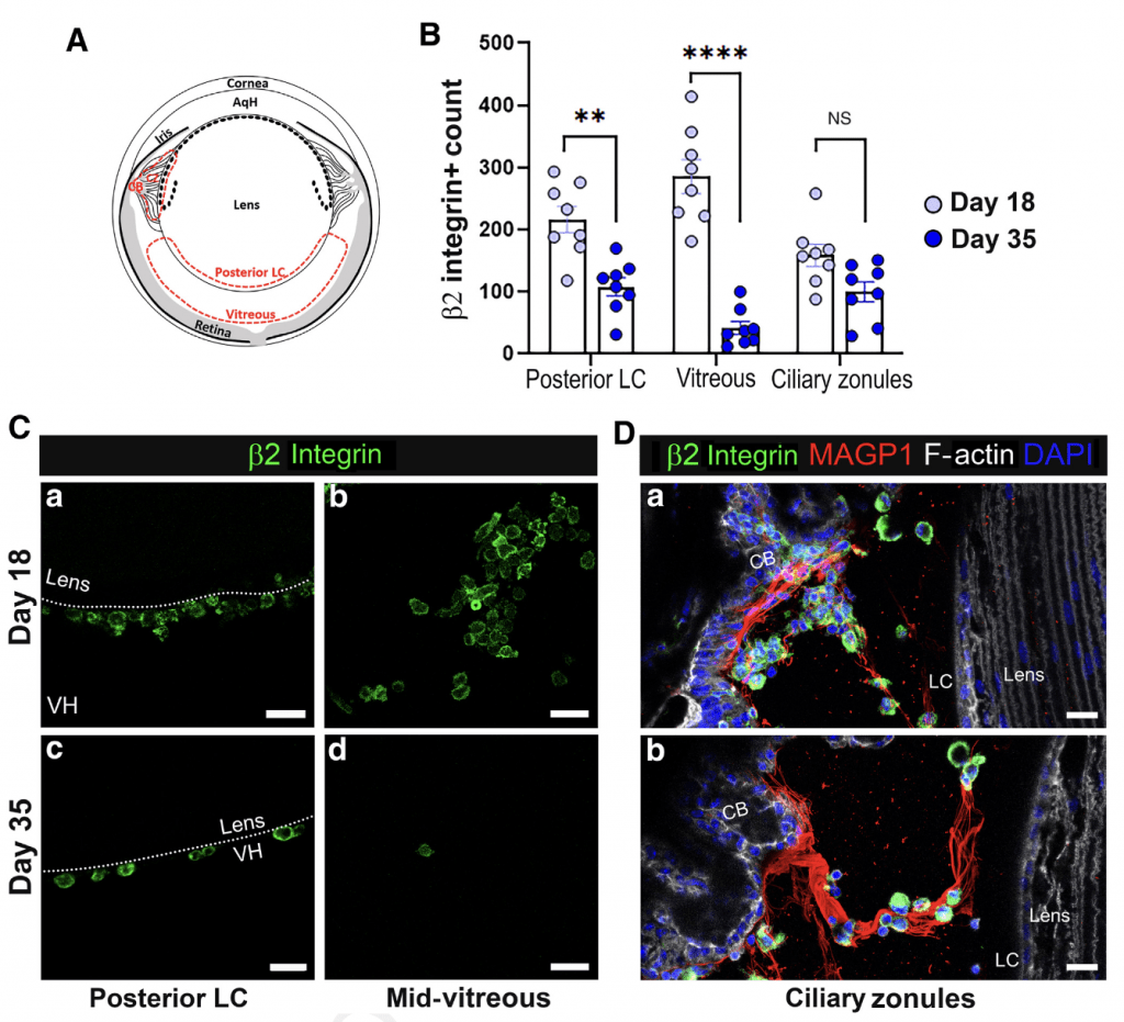 The Eye’s Immune Defense: A New Perspective | Immunopaedia