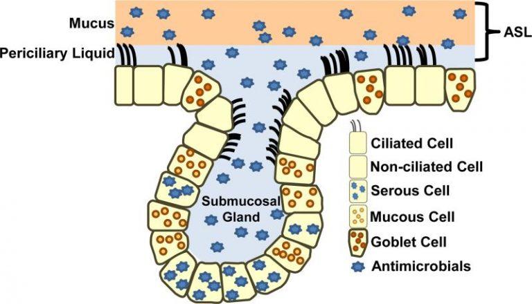 Immunology Throwback – Effects of Airway Surface Liquid pH on Host ...