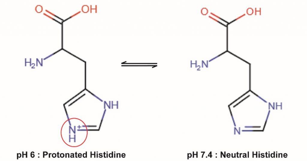 As I age, the Fc neonatal receptor may still contribute to controlling ...