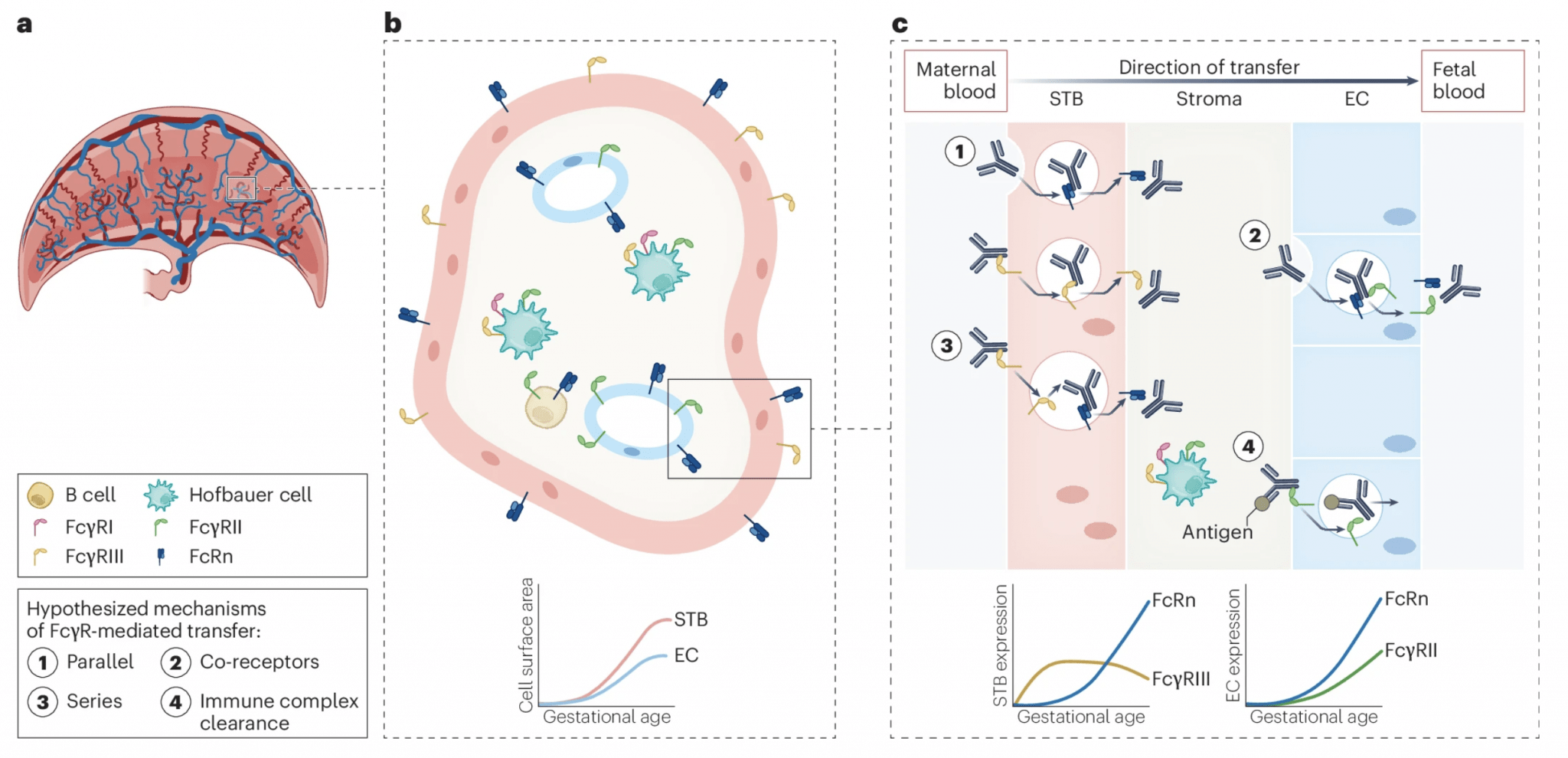 Modelling Placental Antibody Transfer: A New Frontier for Optimising ...