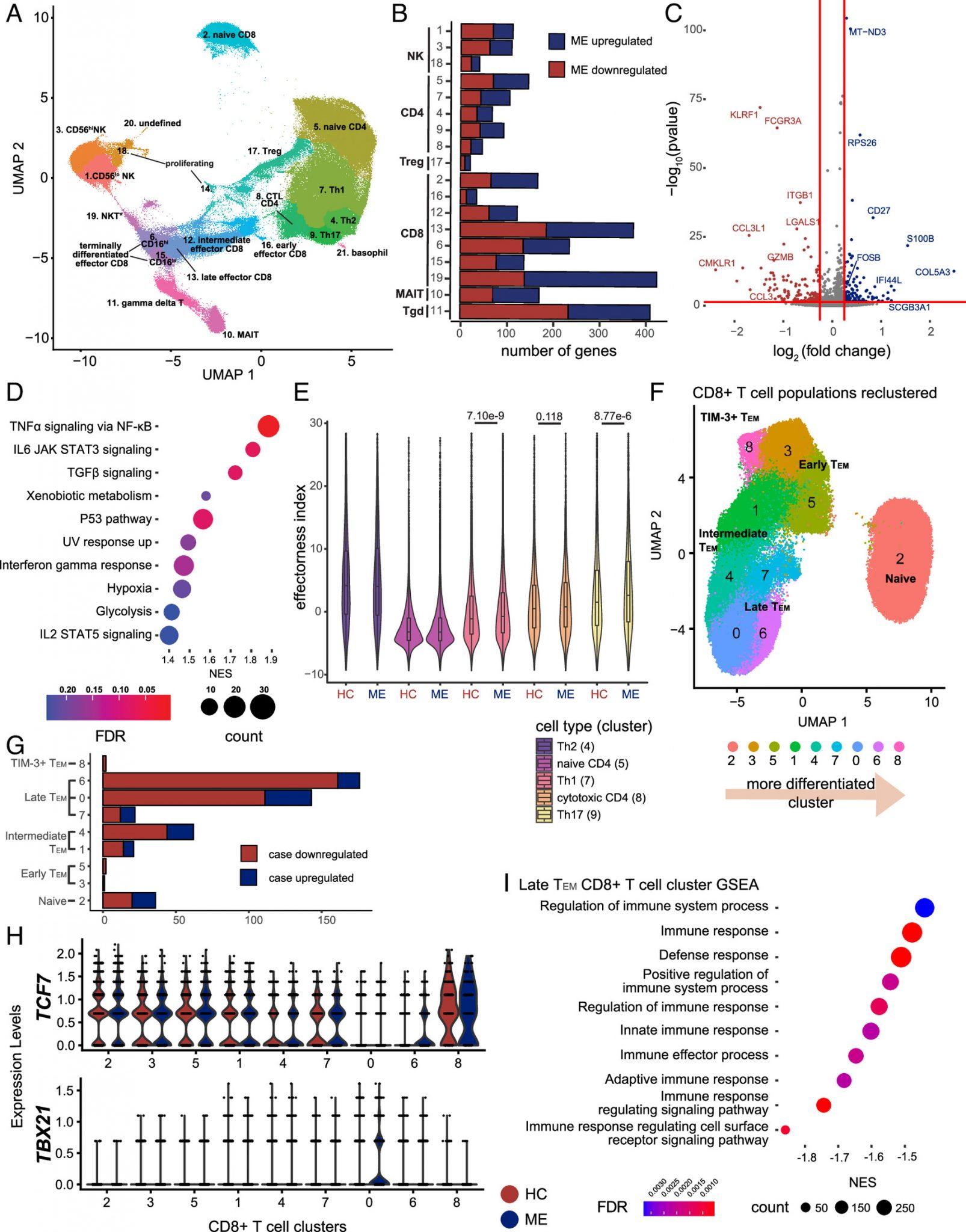 T Cell Exhaustion Linked to Chronic Fatigue Syndrome: A Path to New Therapies | Immunopaedia