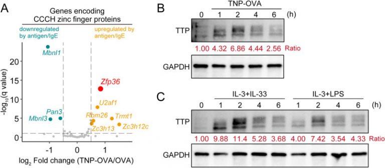 RNA-Binding Protein TTP: A Key Regulator in Allergic Inflammation and ...