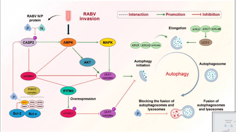 Autophagy and Apoptosis in Rabies Virus Replication Immunopaedia ...