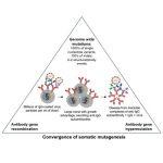 Discovery of B Cell Mutations Sheds Light on Viral Triggers of ...