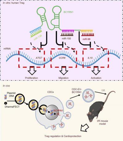 New Technique Rapidly Boosts Anti-Inflammatory Cells to Heal Heart ...