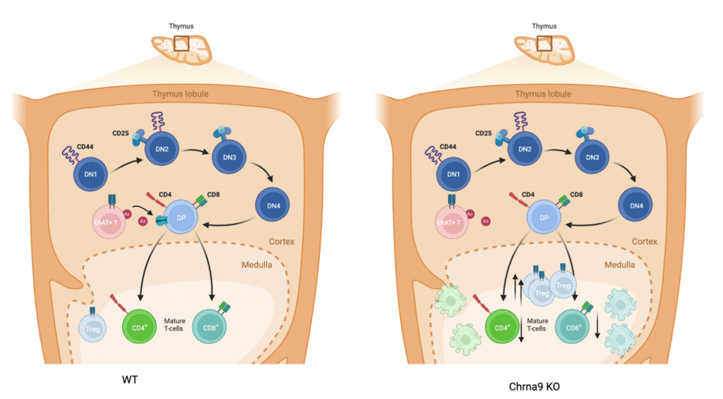 Acetylcholine Tunes T Cell Fate in the Thymus | Immunopaedia