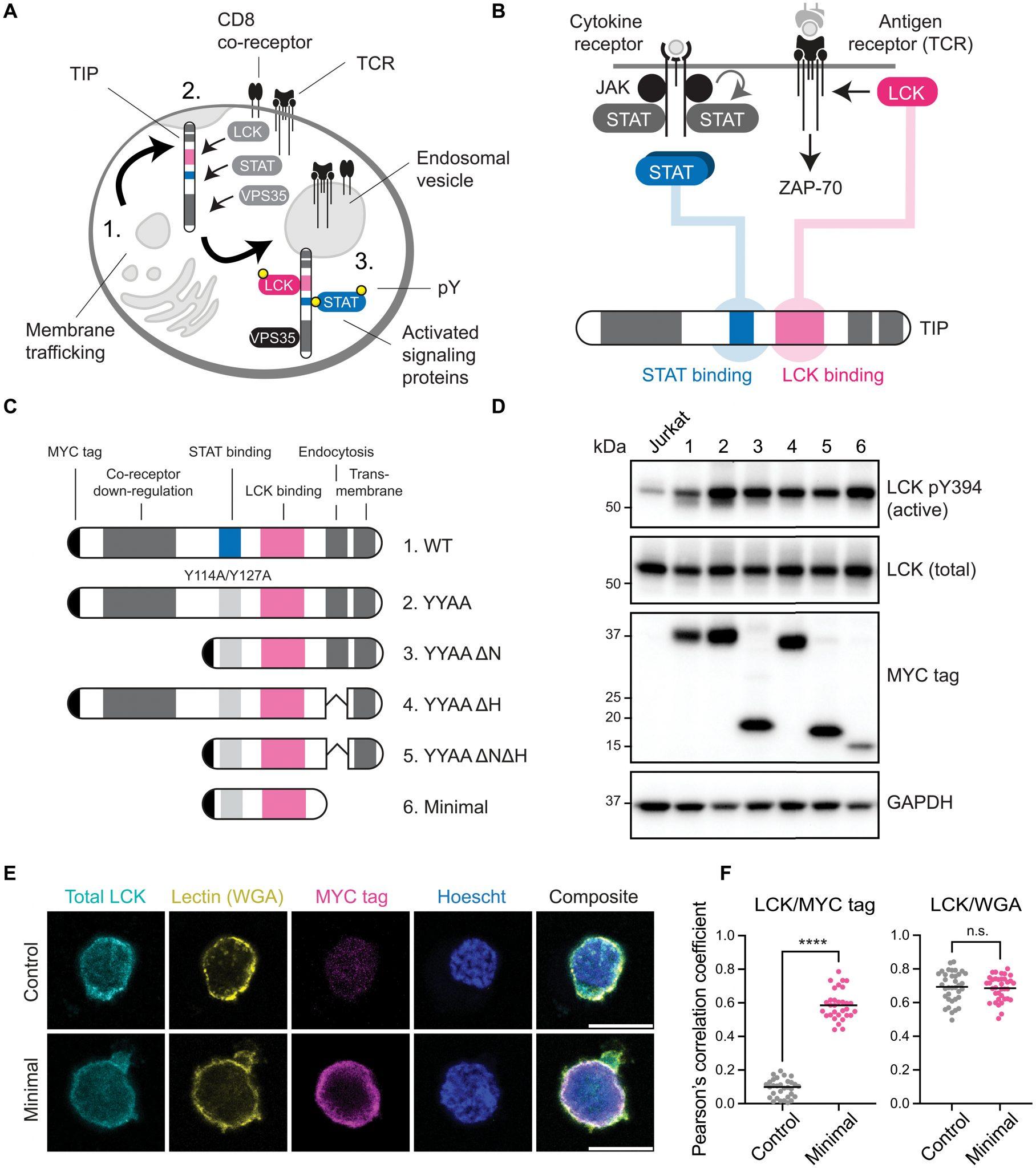 Harnessing a Viral Trickster: How a Herpesvirus Might Boost Cancer Immunotherapy | Immunopaedia