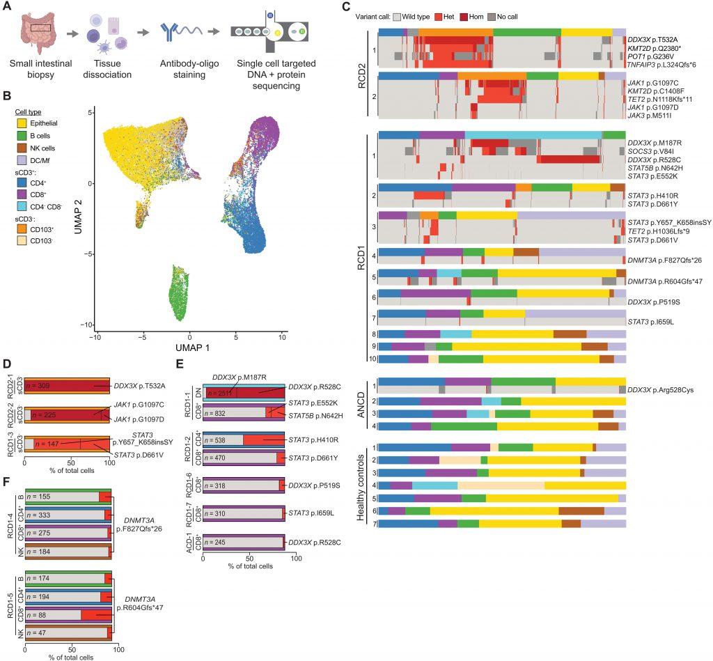 Rogue Immune Cells Reveal Why Gluten-Free Diets Fail in Some Coeliac Patients | Immunopaedia