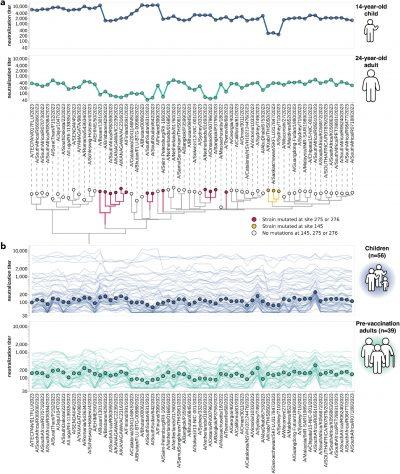 How Our Individual Immunity Shapes the Evolution of the Flu Virus ...