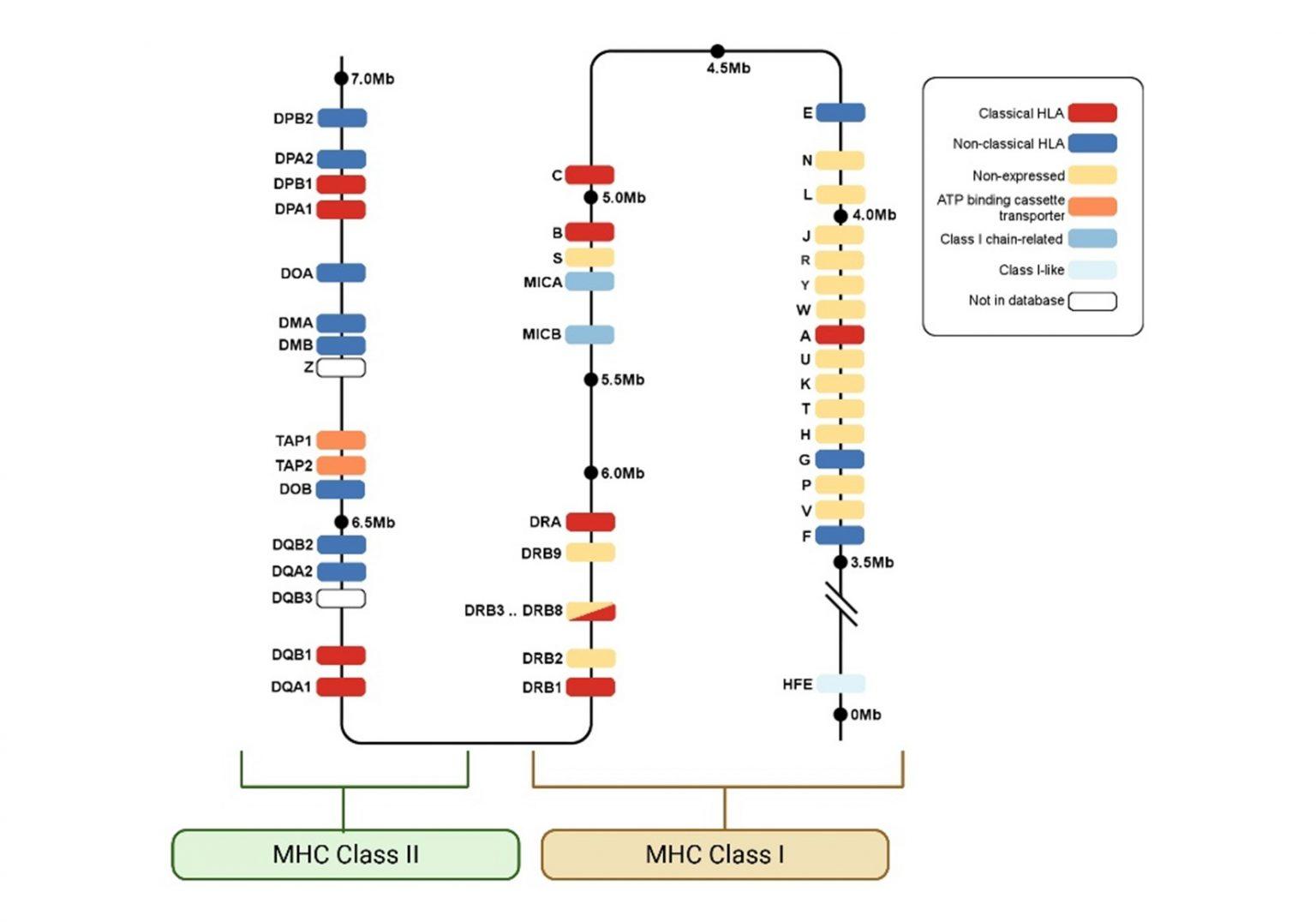 MHC & Antigen Presentation | Immunopaedia