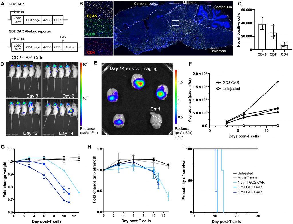 Microenvironment-Sensing CAR T Cells Boost Solid Tumor Therapy While Protecting Healthy Tissue ...
