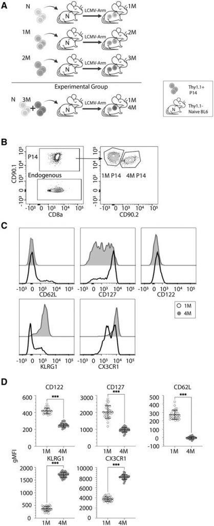Radiation Exposure Impairs Memory CD8 T Cells, Study Finds ...