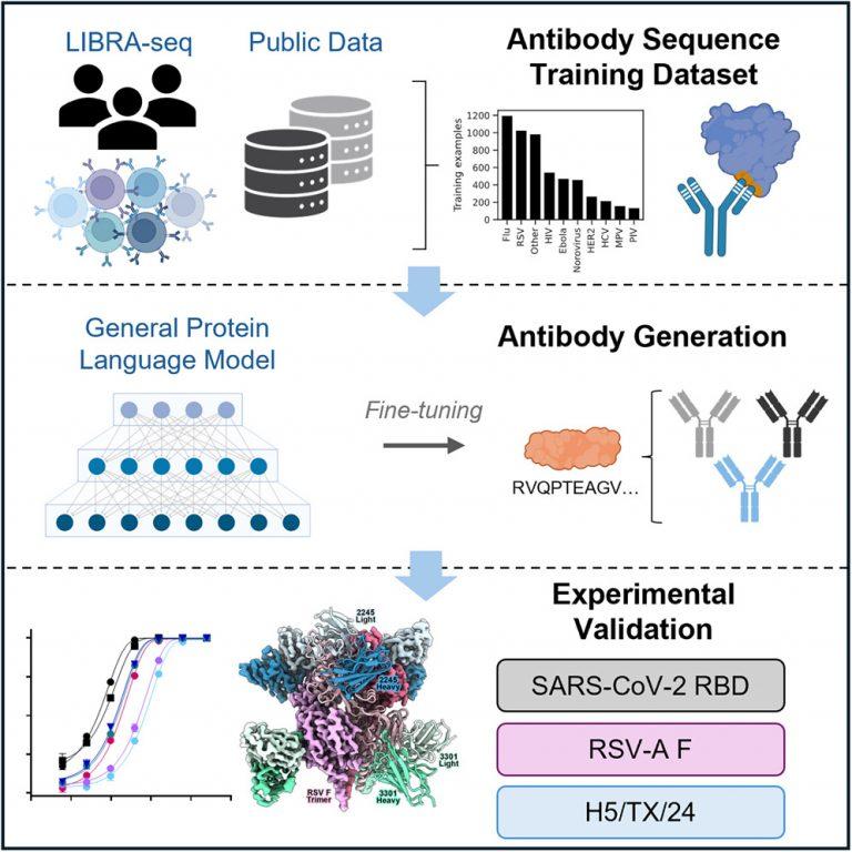 AI Learns the Language of Proteins to Design New Antibody Therapies ...