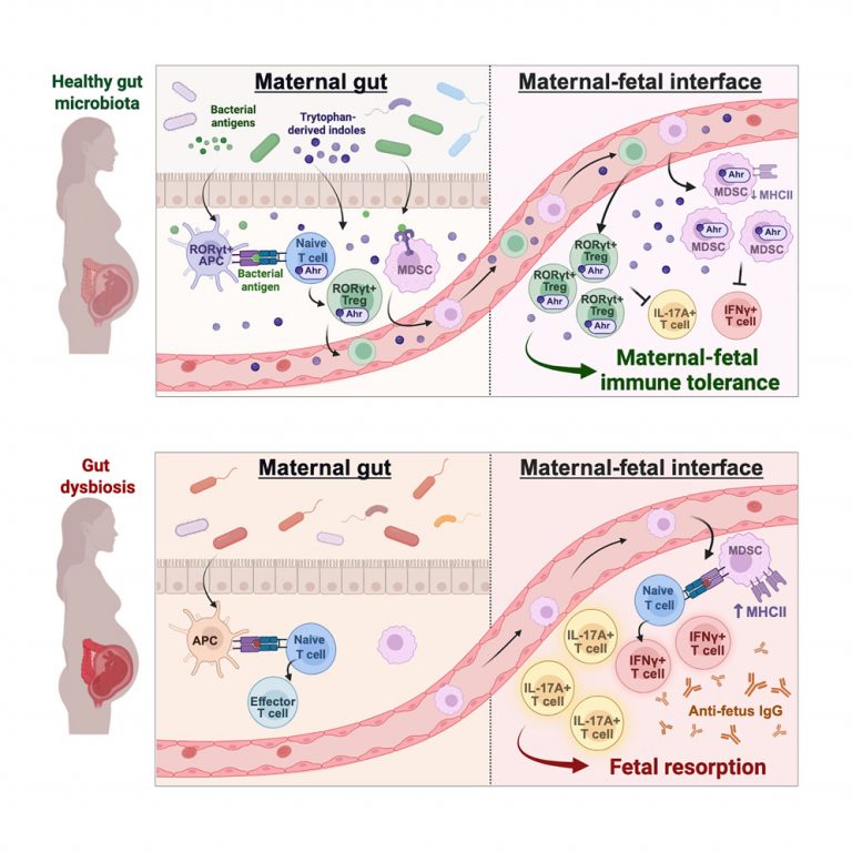 How Gut Microbes Help the Immune System Protect Pregnancy ...