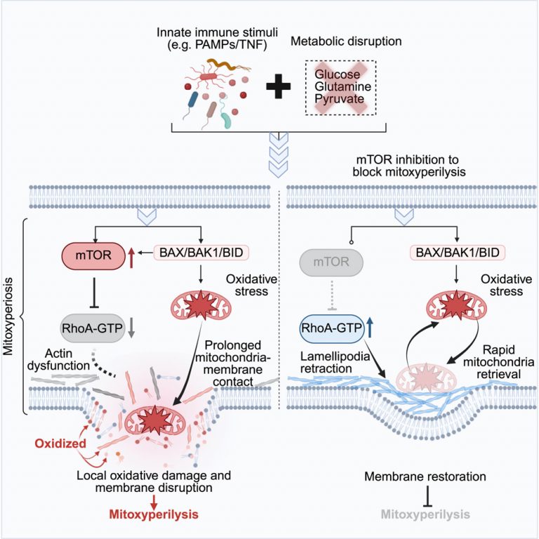 Scientists Discover a New Form of Cell Death Triggered by Immunity and Nutrient Stress ...