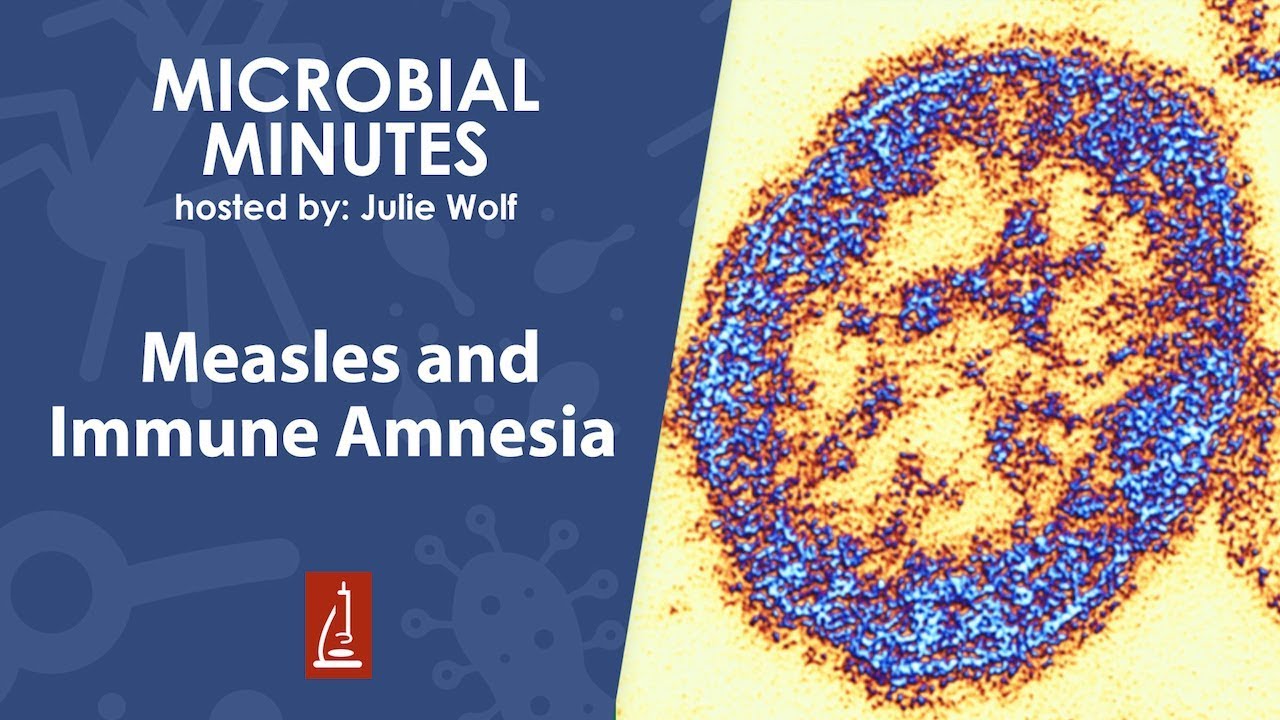 Measles induced immunological amnesia | Immunopaedia